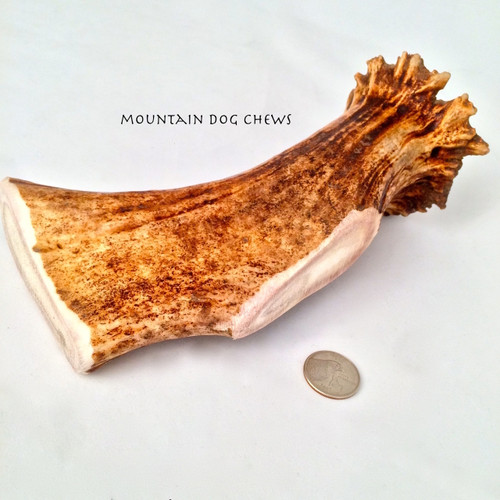 The Mammoth Elk Antler Chew | Mountain Dog Chews