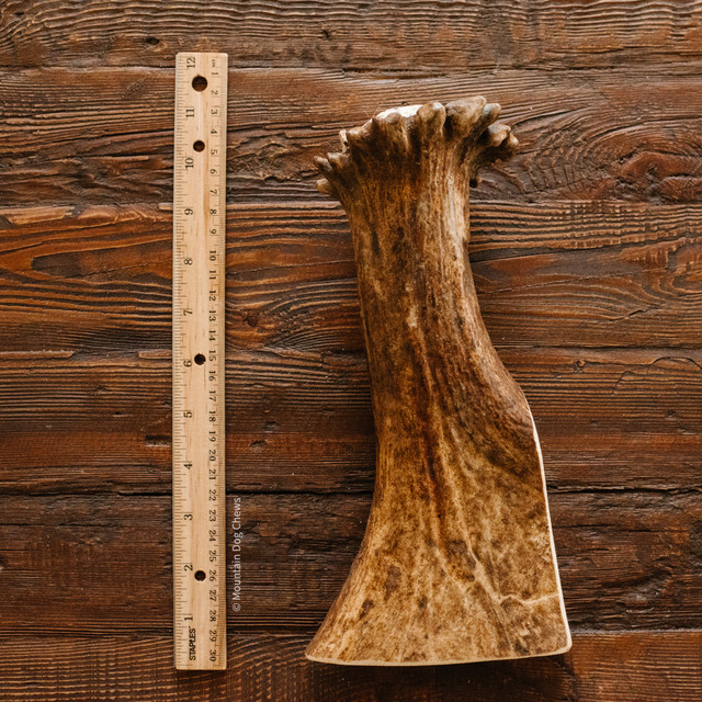 America's Best Moose Antler Chews | Mountain Dog Chews America's Best Moose Antler Chews | Mountain Dog Chews