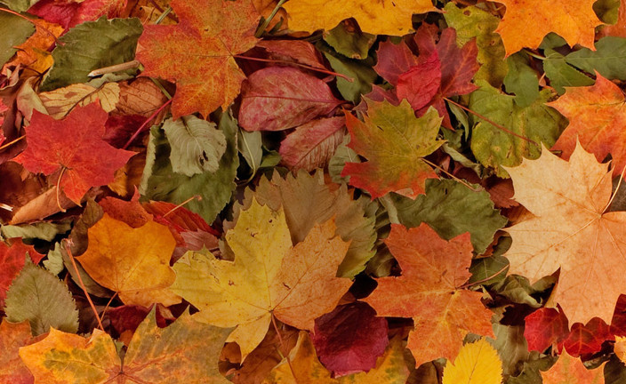 Essential Gardening Tools for Fall - Garrett Wade