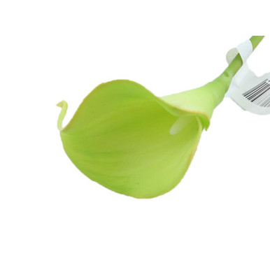 MINI CALLA VERT - Harmonie Florale