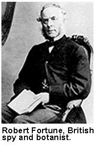 What is real Tea? - Kai Organic Tea