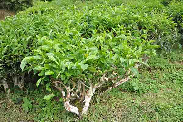 What is real Tea? - Kai Organic Tea