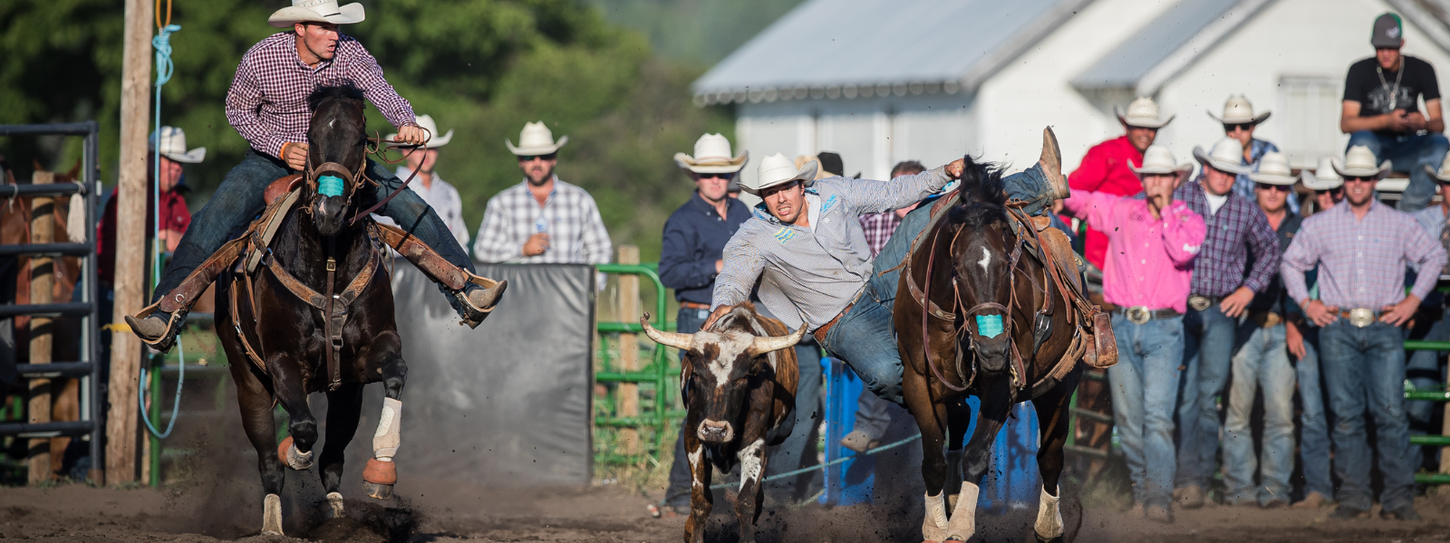 FLAIR® Equine Nasal Strips | Horse Nasal Strips