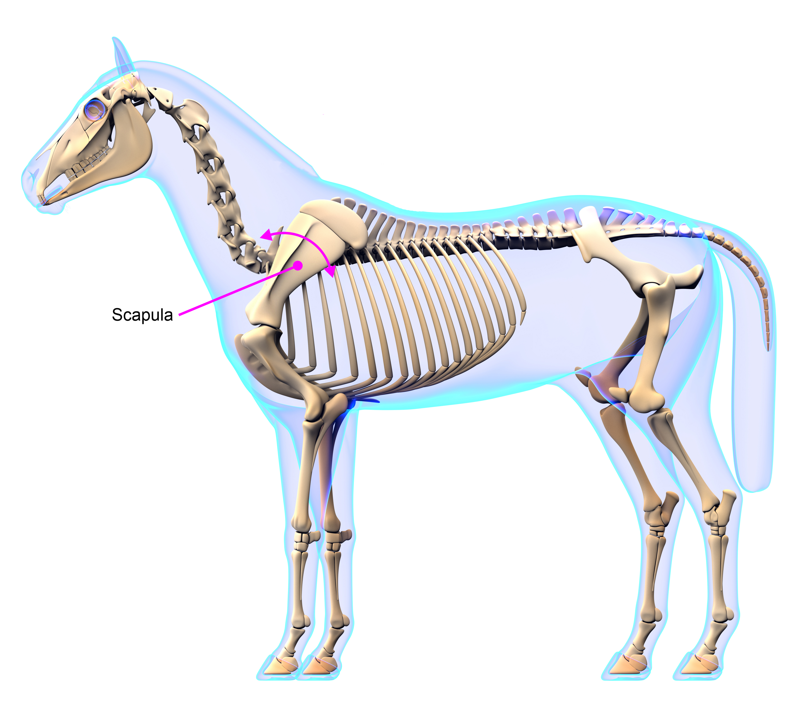 Horse Scapula Anatomy Scapular Neck Fractures