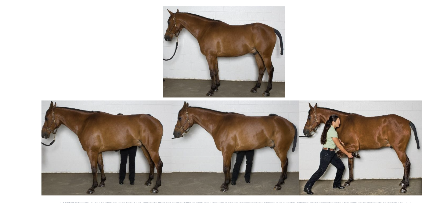 Equine Insights: Activating the Thoracic Sling Muscles - Achieve Equine ...