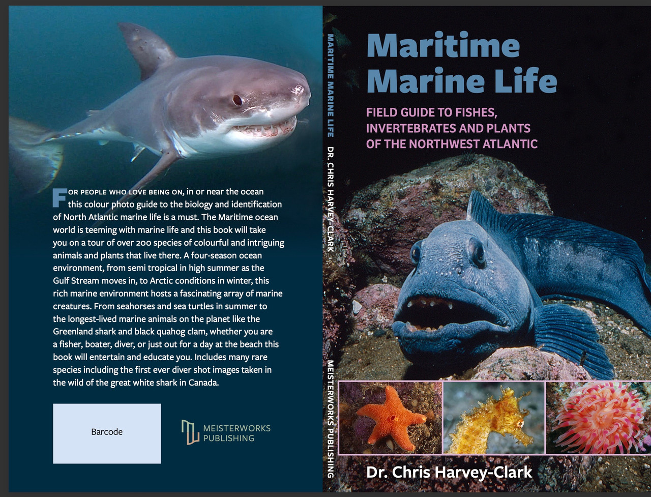 Maritime Marine Life – Field Guide to Fishes, Invertebrates and Plants ...
