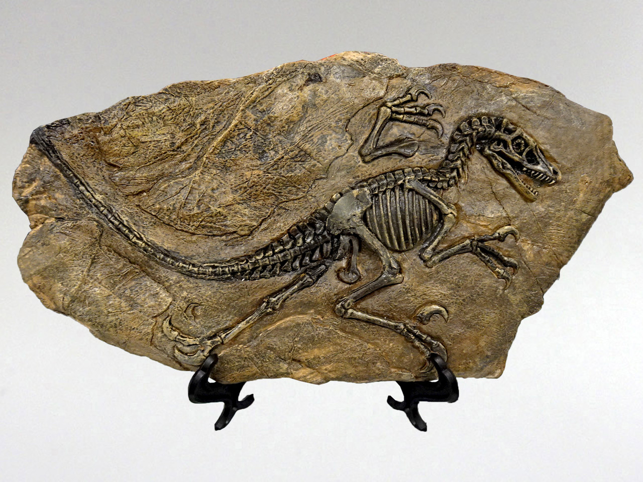 Baby Dinosaur Fossil Replica - Raptor