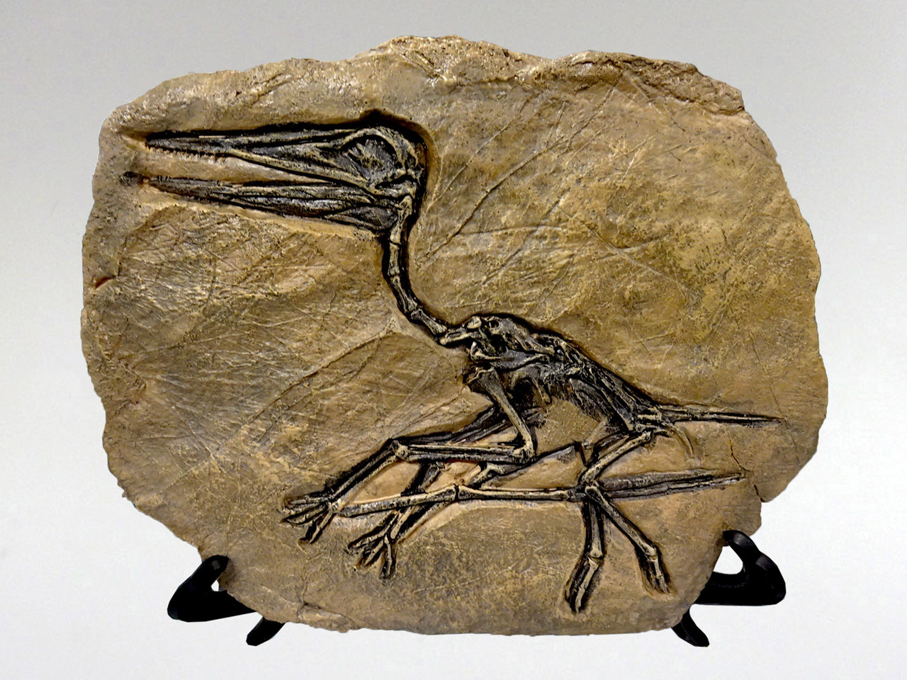 Fossil Replica Products - Crystal Store Australia