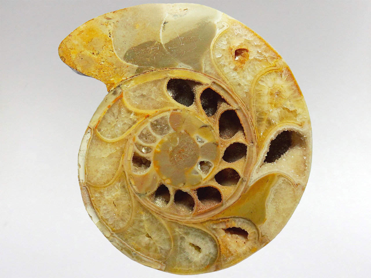 Ammonite Large Pair - Crystal Store Australia