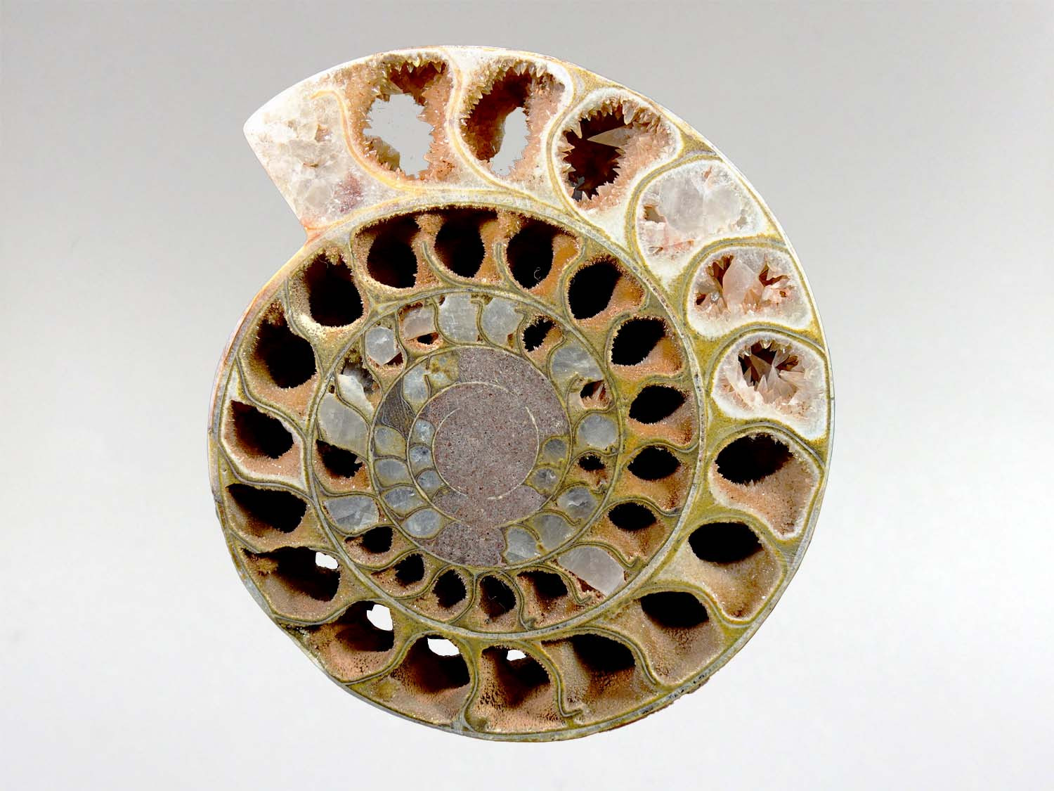 Ammonite 2 - Crystal Store Australia