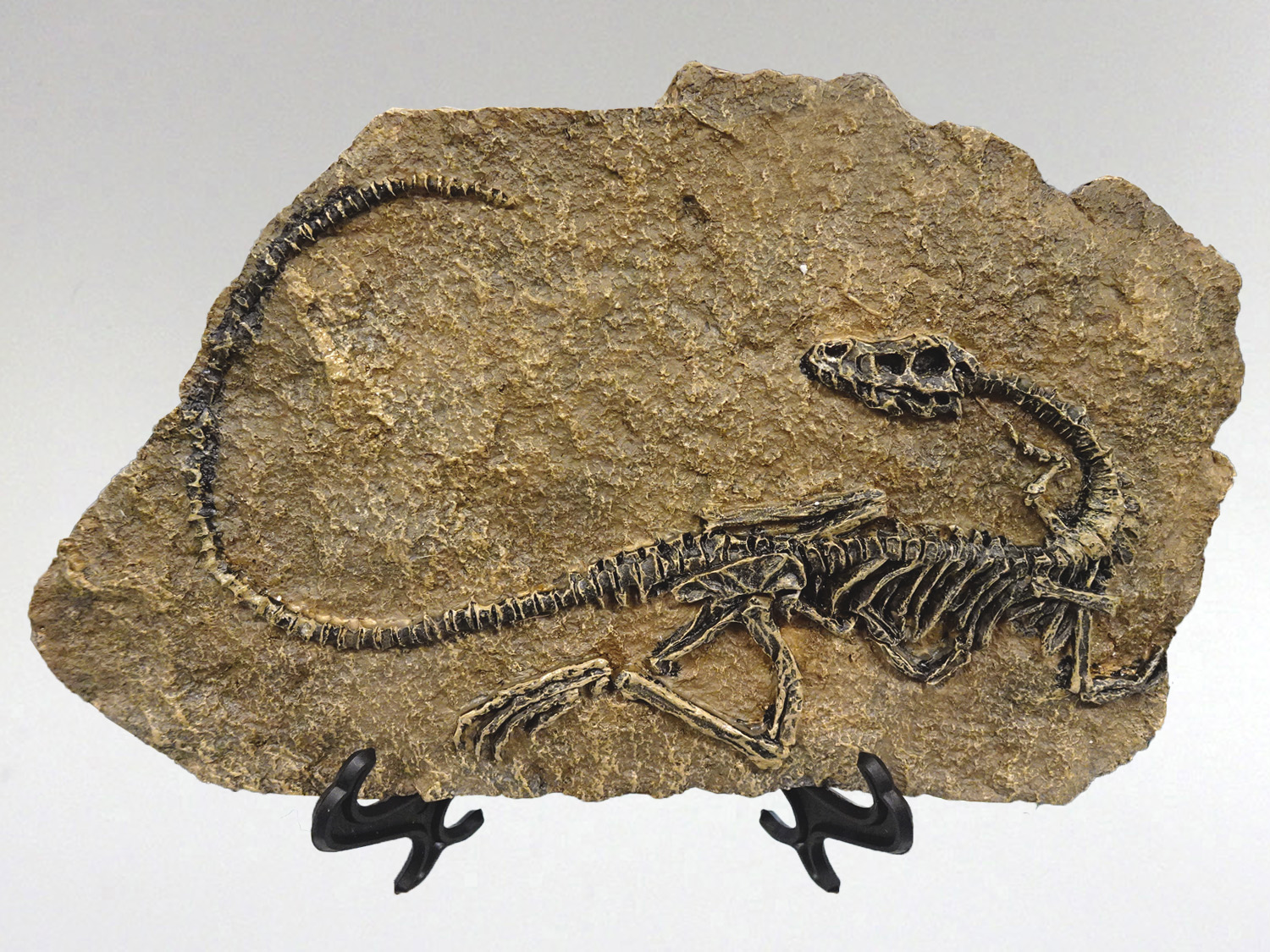 Natural Crystals - Fossils - Baby Fossil Dinosaur Replica - Crystal ...