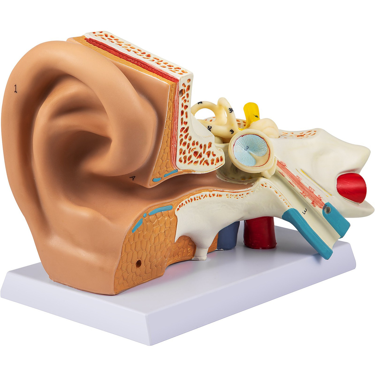 Ear Anatomy Model Labeled