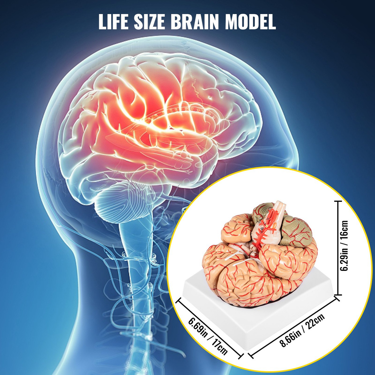 Human Brain Model Anatomy 9-Part Model of Brain w/Labels & Display Base ...