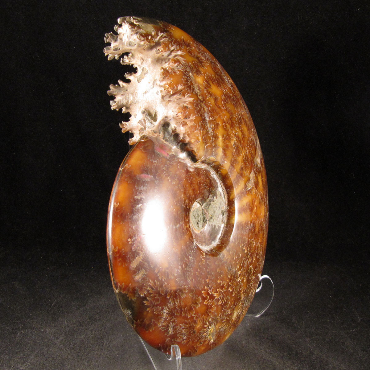 RARE Chambered Whole Sutured Ammonite