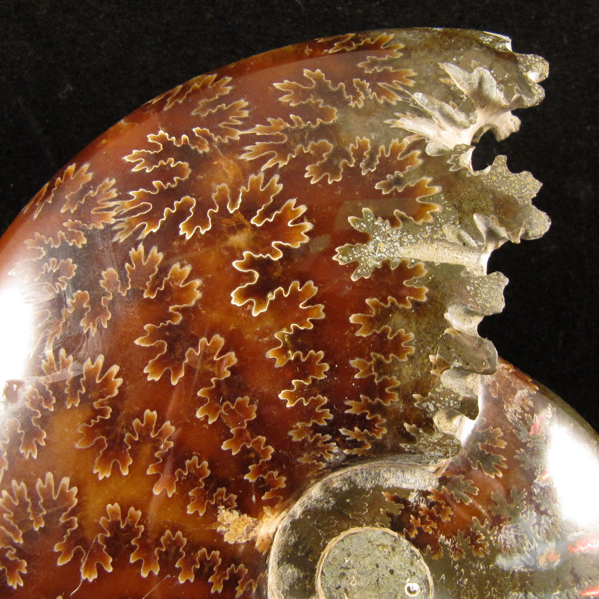 RARE Chambered Whole Sutured Ammonite