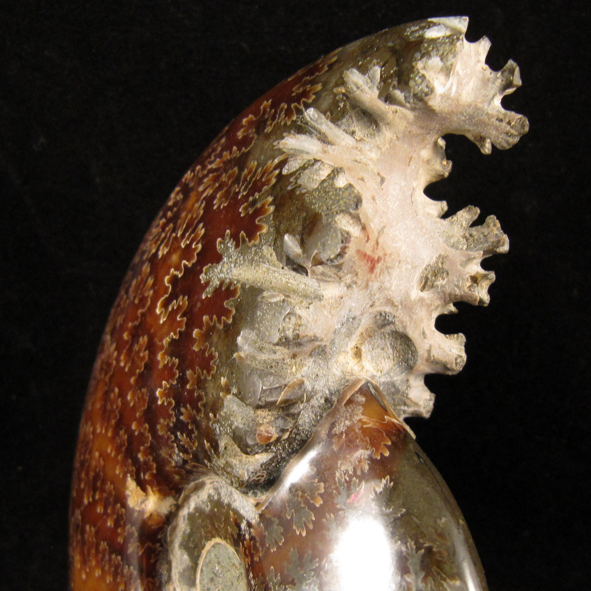 RARE Chambered Whole Sutured Ammonite