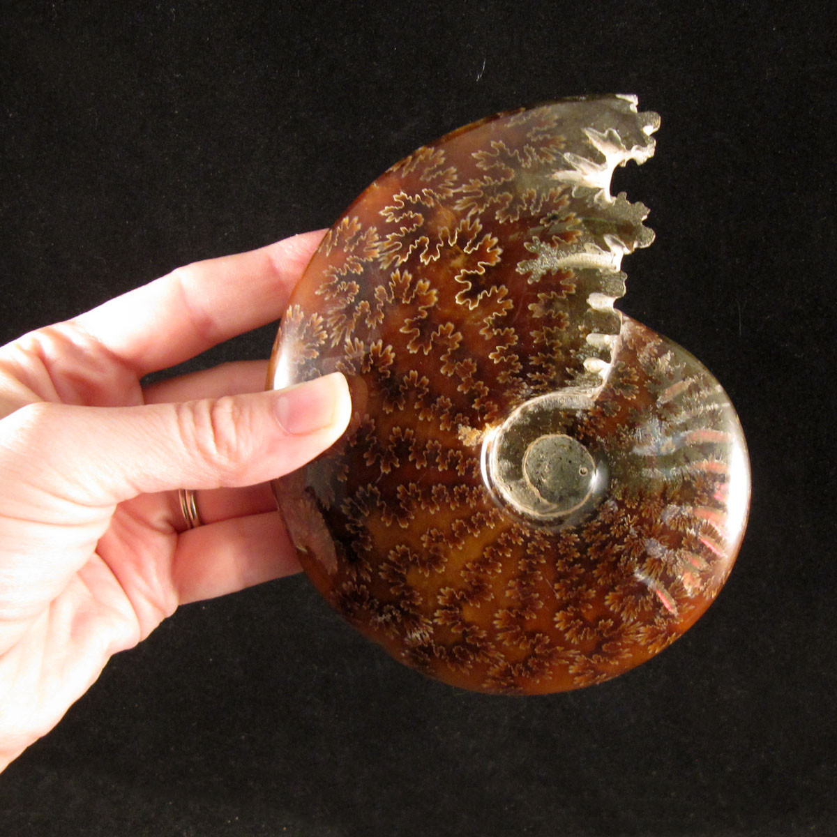RARE Chambered Whole Sutured Ammonite