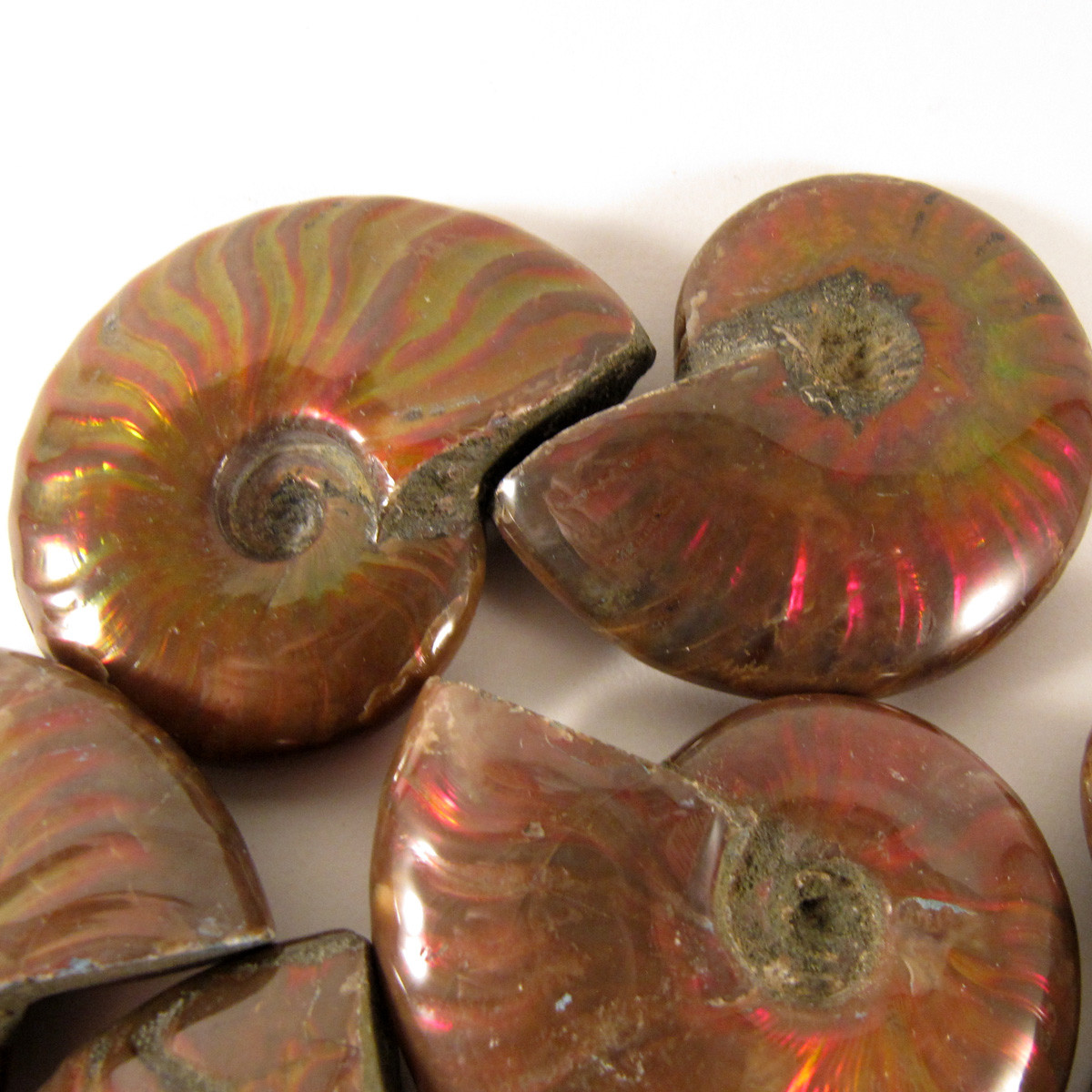 Red Opalescent Flash Whole Ammonite, one (1) piece