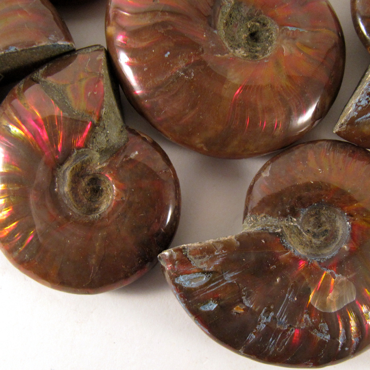Red Opalescent Flash Whole Ammonite, one (1) piece