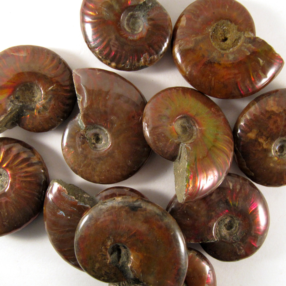 Red Opalescent Flash Whole Ammonite, one (1) piece