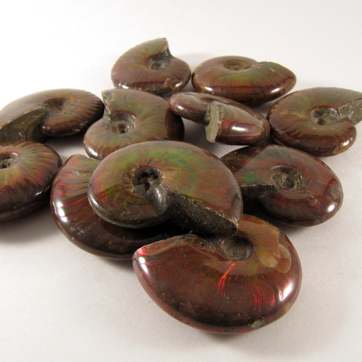 Red Opalescent Flash Whole Ammonite, one (1) piece