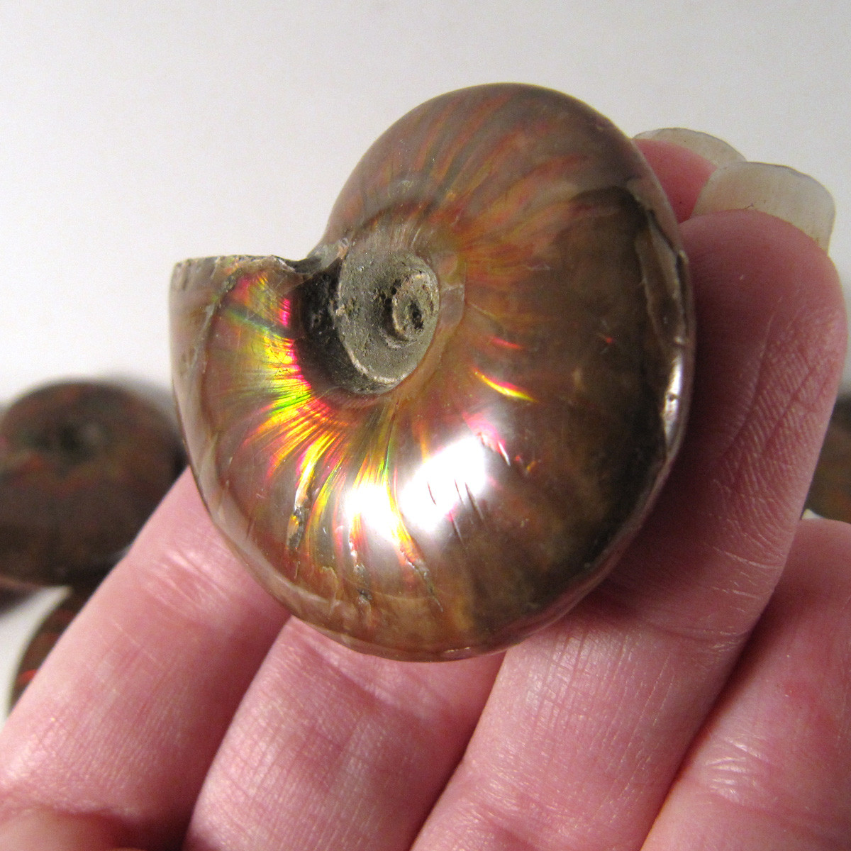 Red Opalescent Flash Whole Ammonite, one (1) piece