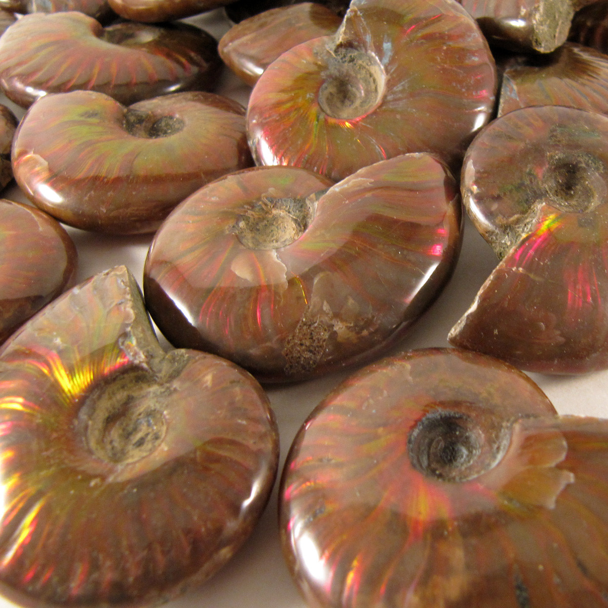 Red Opalescent Flash Whole Ammonite, one (1) piece