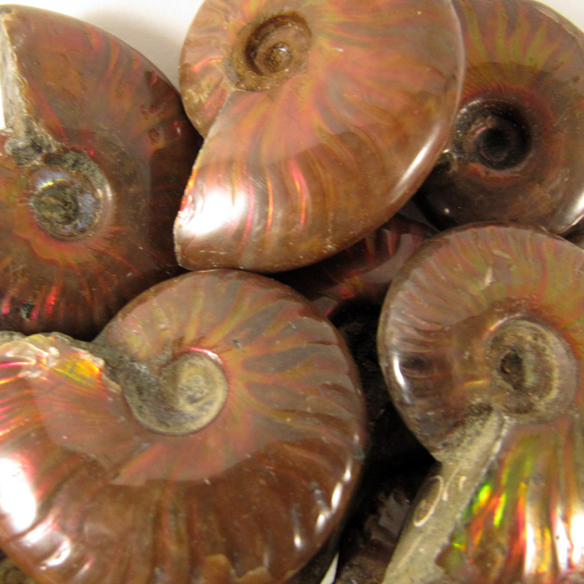 Red Opalescent Flash Whole Ammonite, one (1) piece