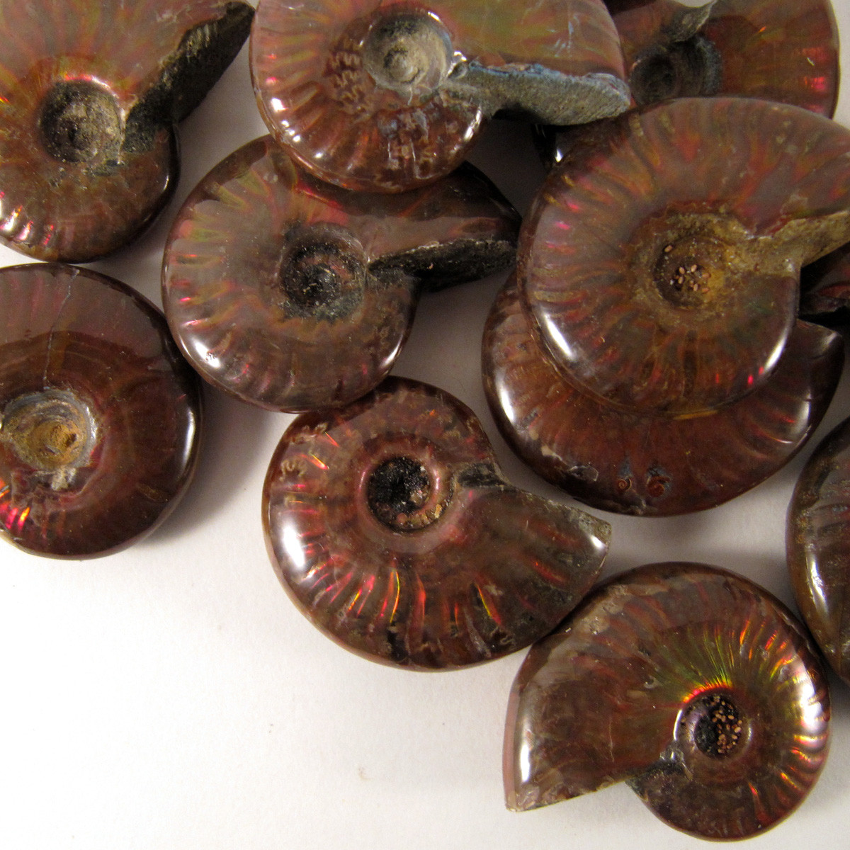 Red Opalescent Flash Whole Ammonite, one (1) piece