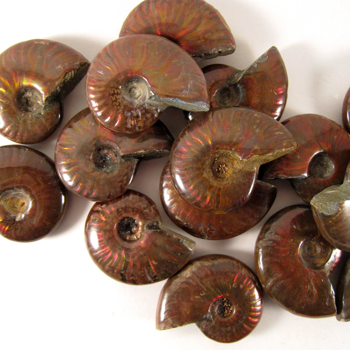 Red Opalescent Flash Whole Ammonite, one (1) piece