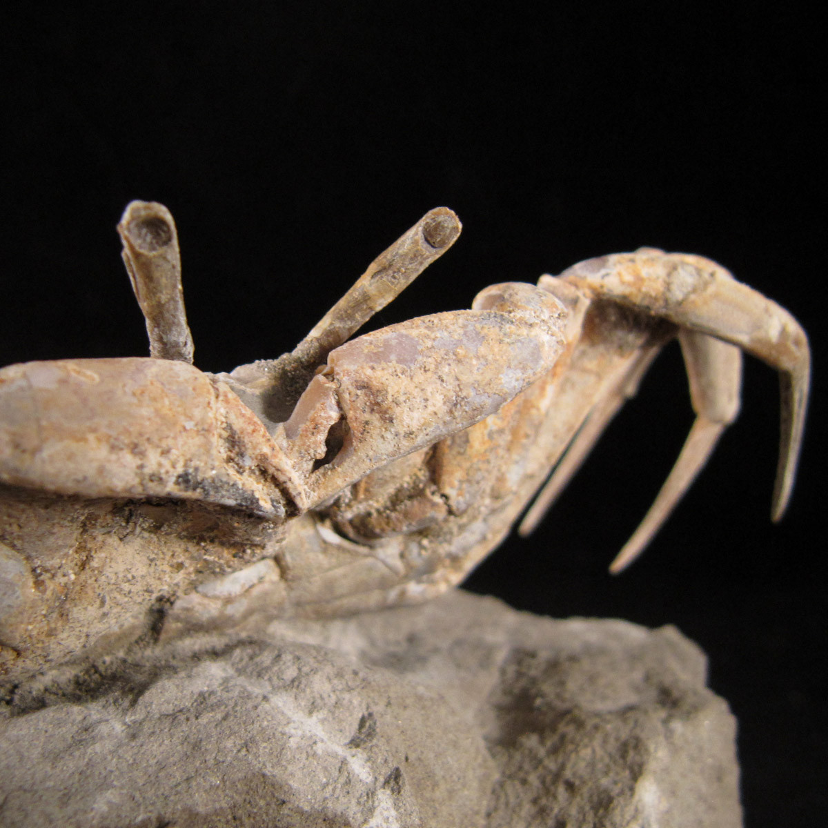 Madagascar Fossilized Crab - FCRAB001 - Enter the Earth, Inc