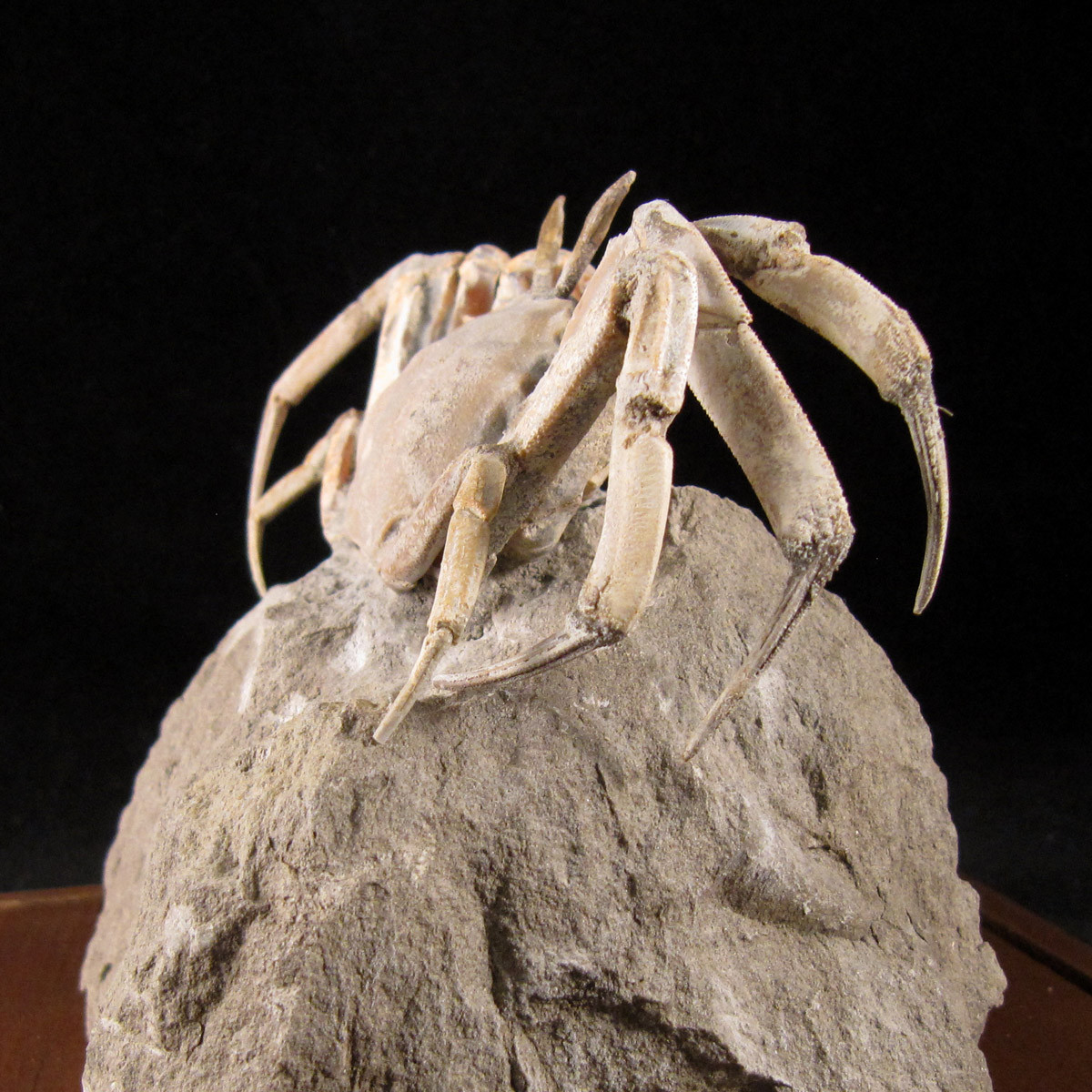 Madagascar Fossilized Crab - FCRAB001 - Enter the Earth, Inc