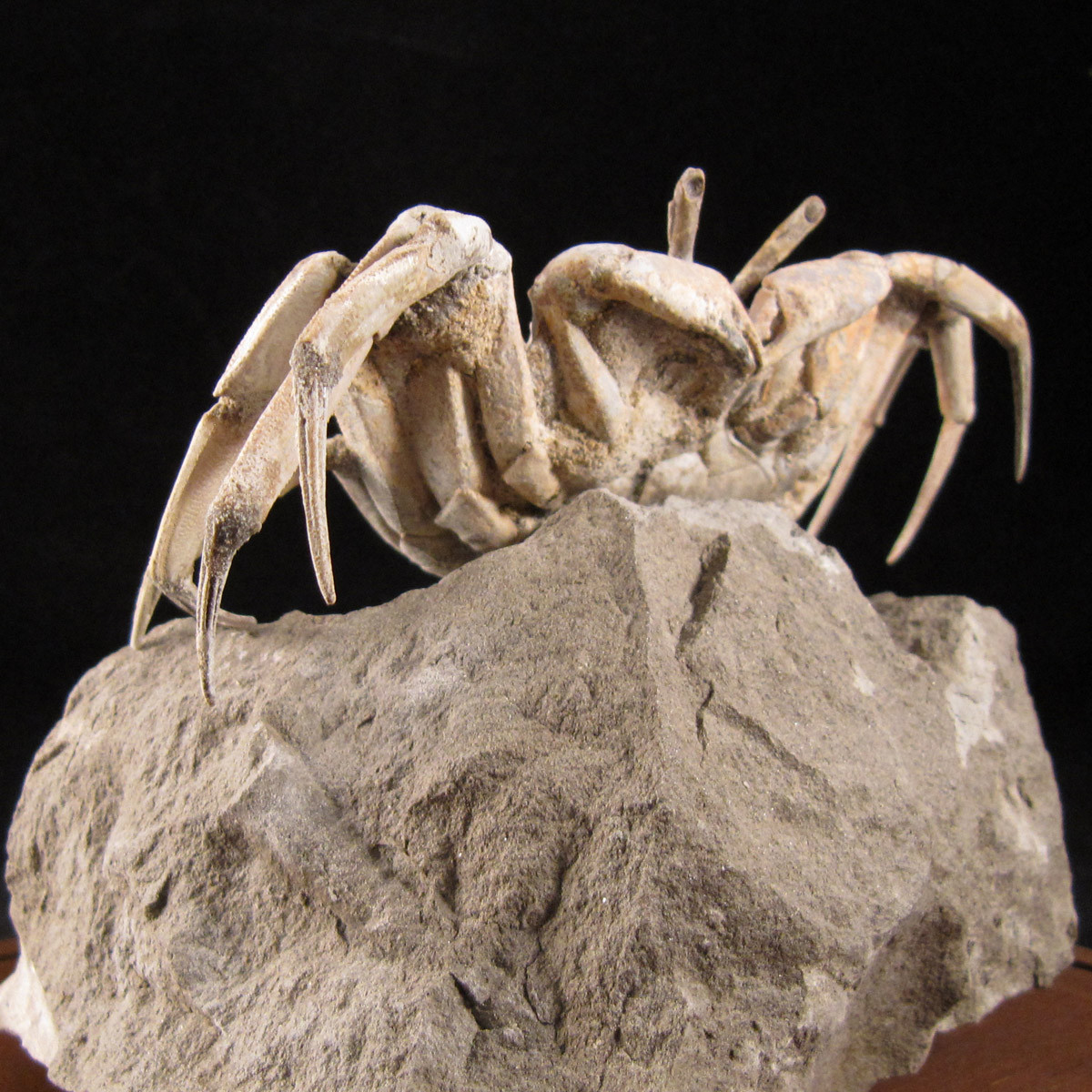 Madagascar Fossilized Crab - FCRAB001 - Enter the Earth, Inc
