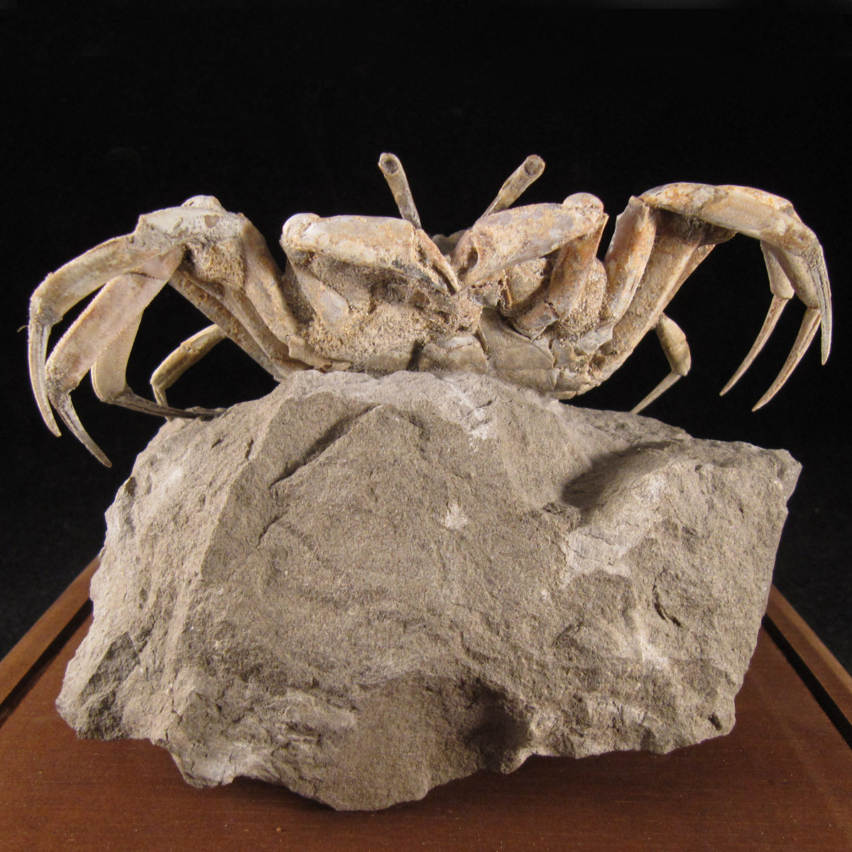 Madagascar Fossilized Crab - FCRAB001 - Enter the Earth, Inc