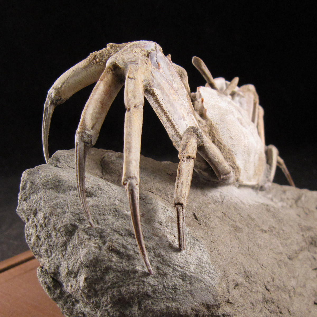 Madagascar Fossilized Crab - FCRAB002 - Enter the Earth, Inc