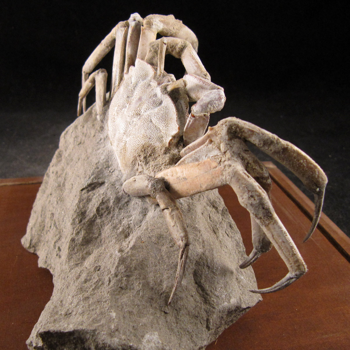 Madagascar Fossilized Crab - FCRAB002 - Enter the Earth, Inc
