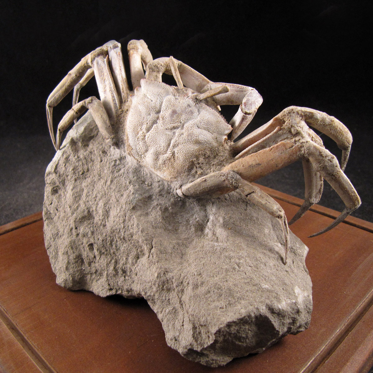 Madagascar Fossilized Crab - FCRAB002 - Enter the Earth, Inc
