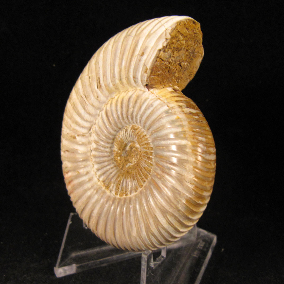 White Polished Ammonite