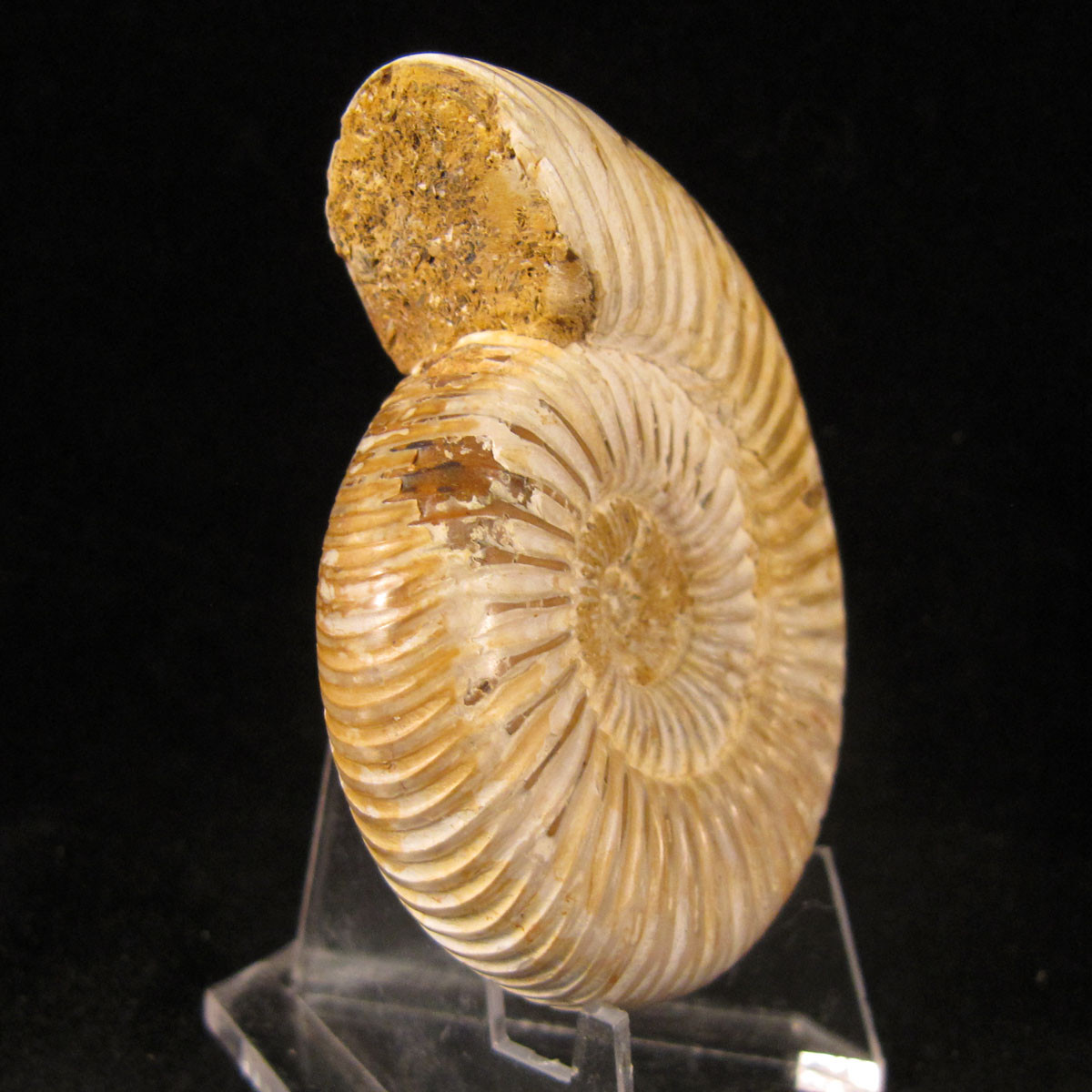 White Polished Ammonite