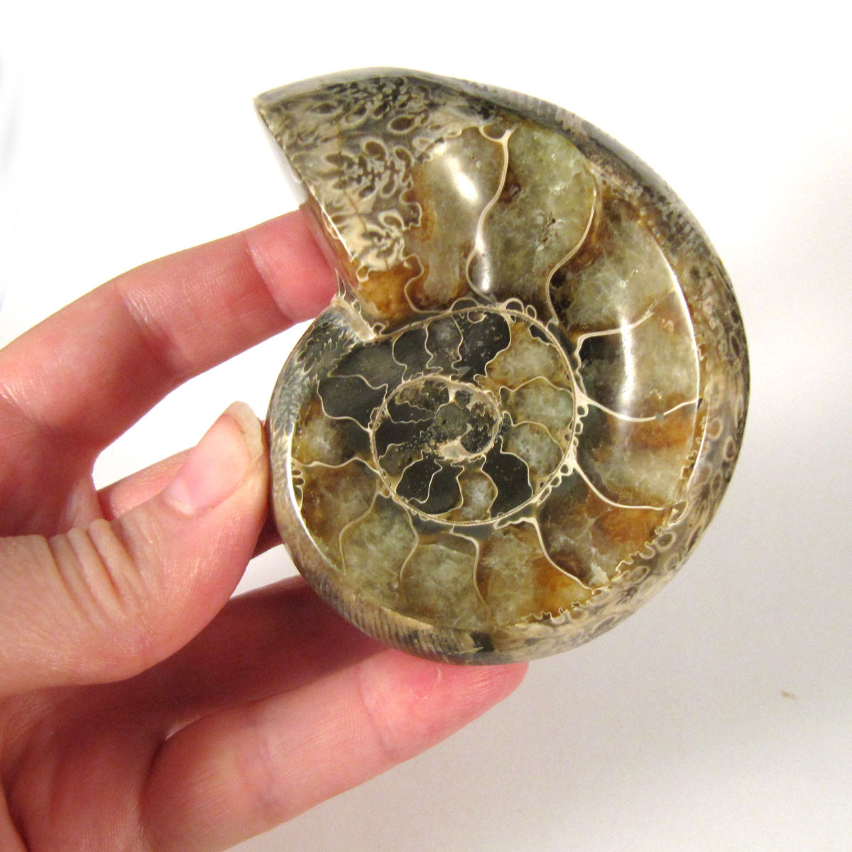 Ammonite Bowl / Dish