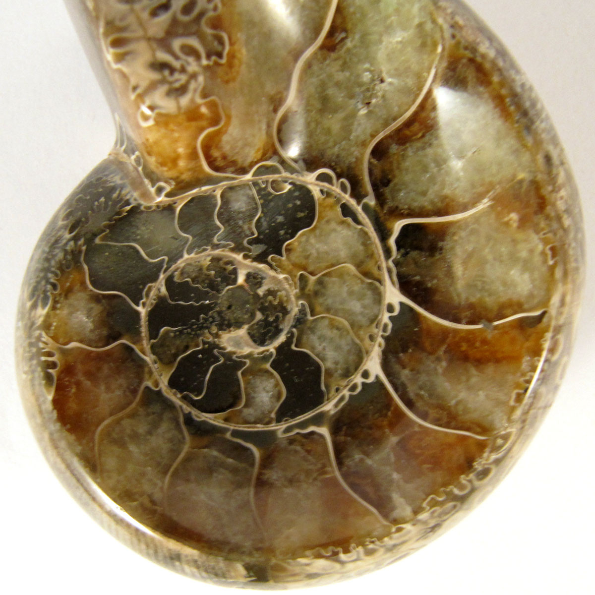 Ammonite Bowl / Dish