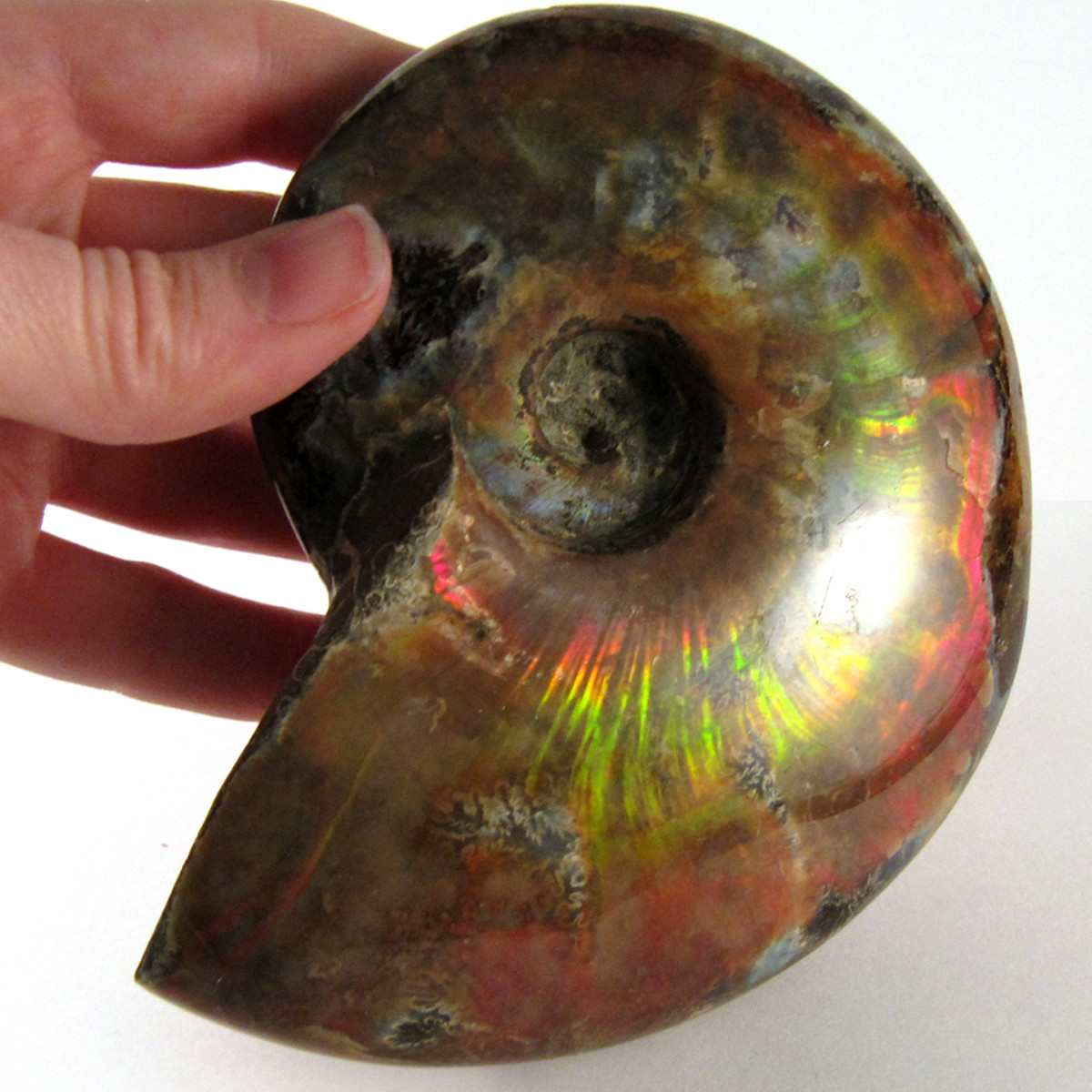 Red Opalescent Ammonite