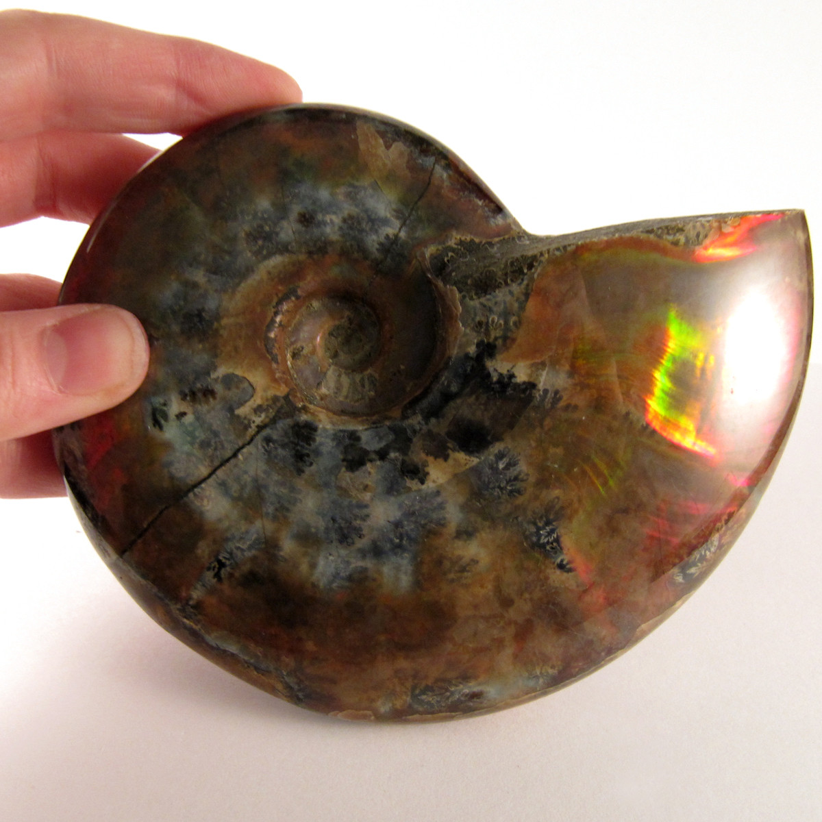 Red Opalescent Ammonite