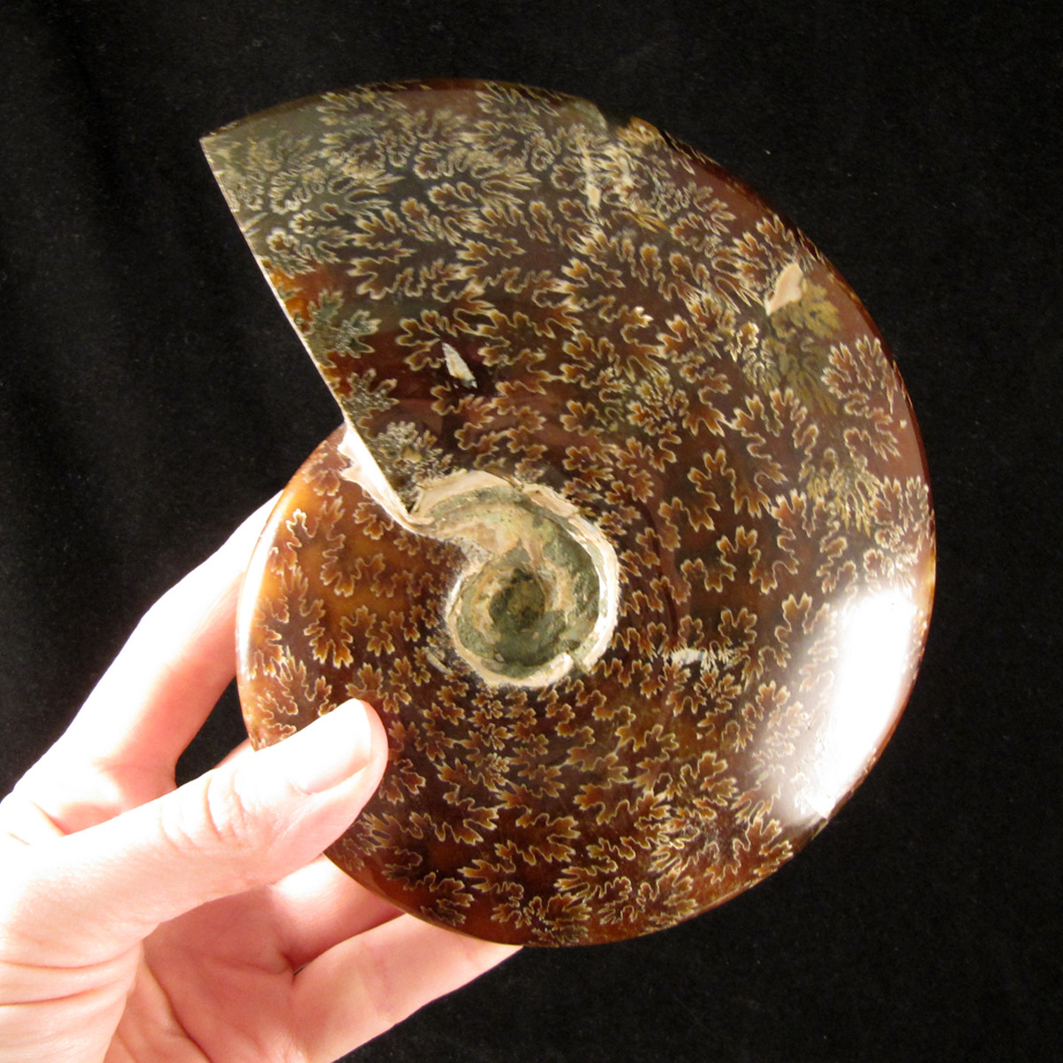 Whole Sutured Ammonite