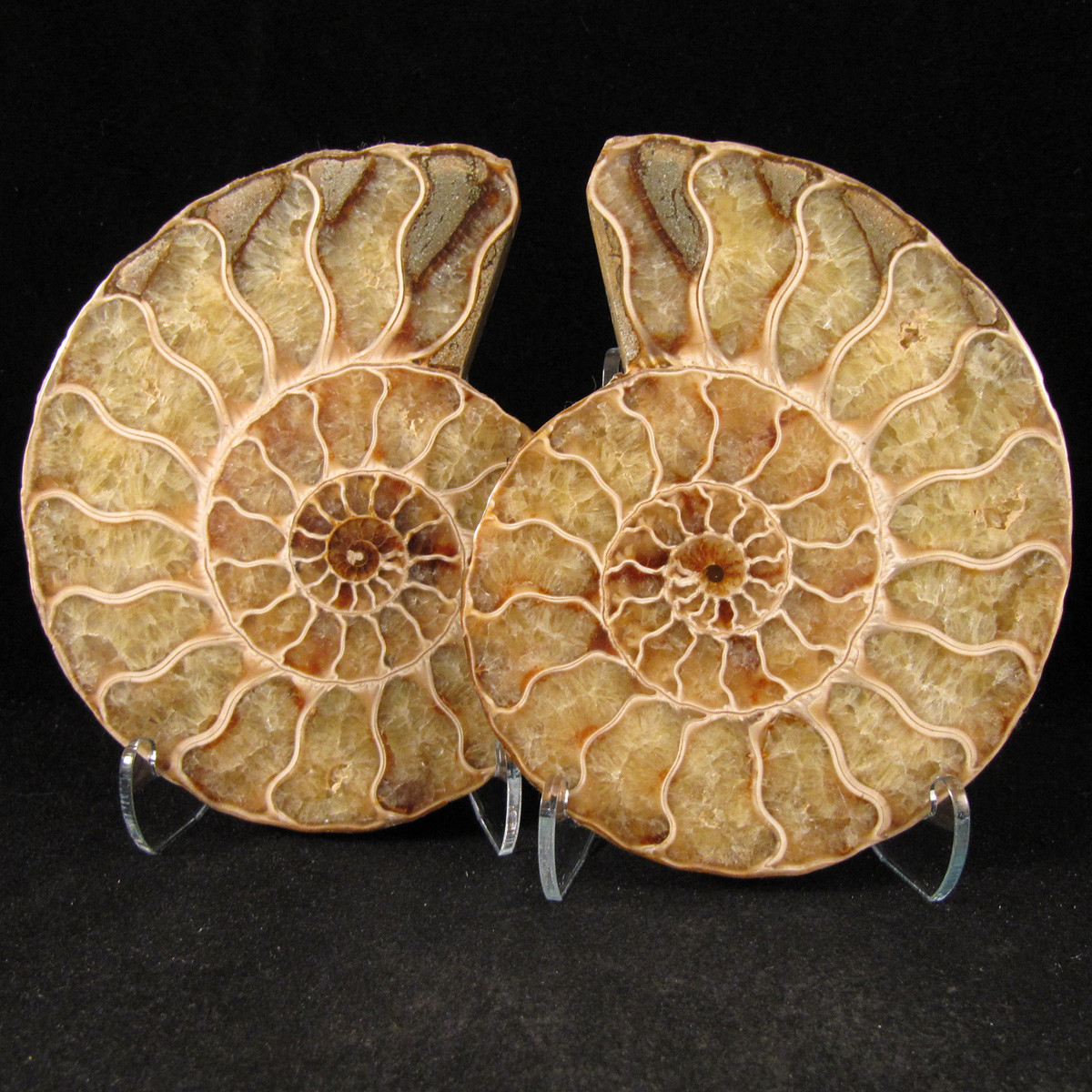 Ammonite Pair