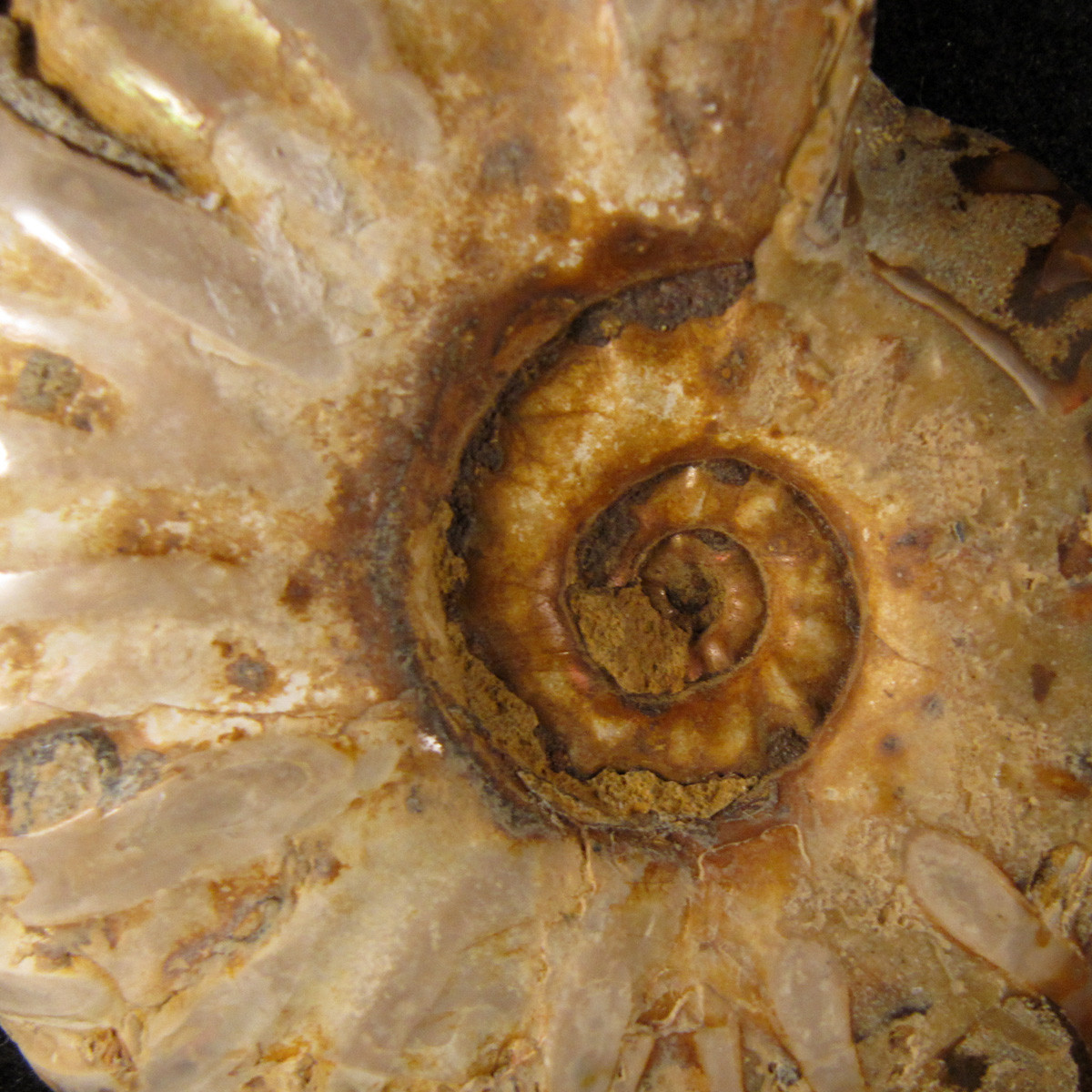 Ammonite Pair