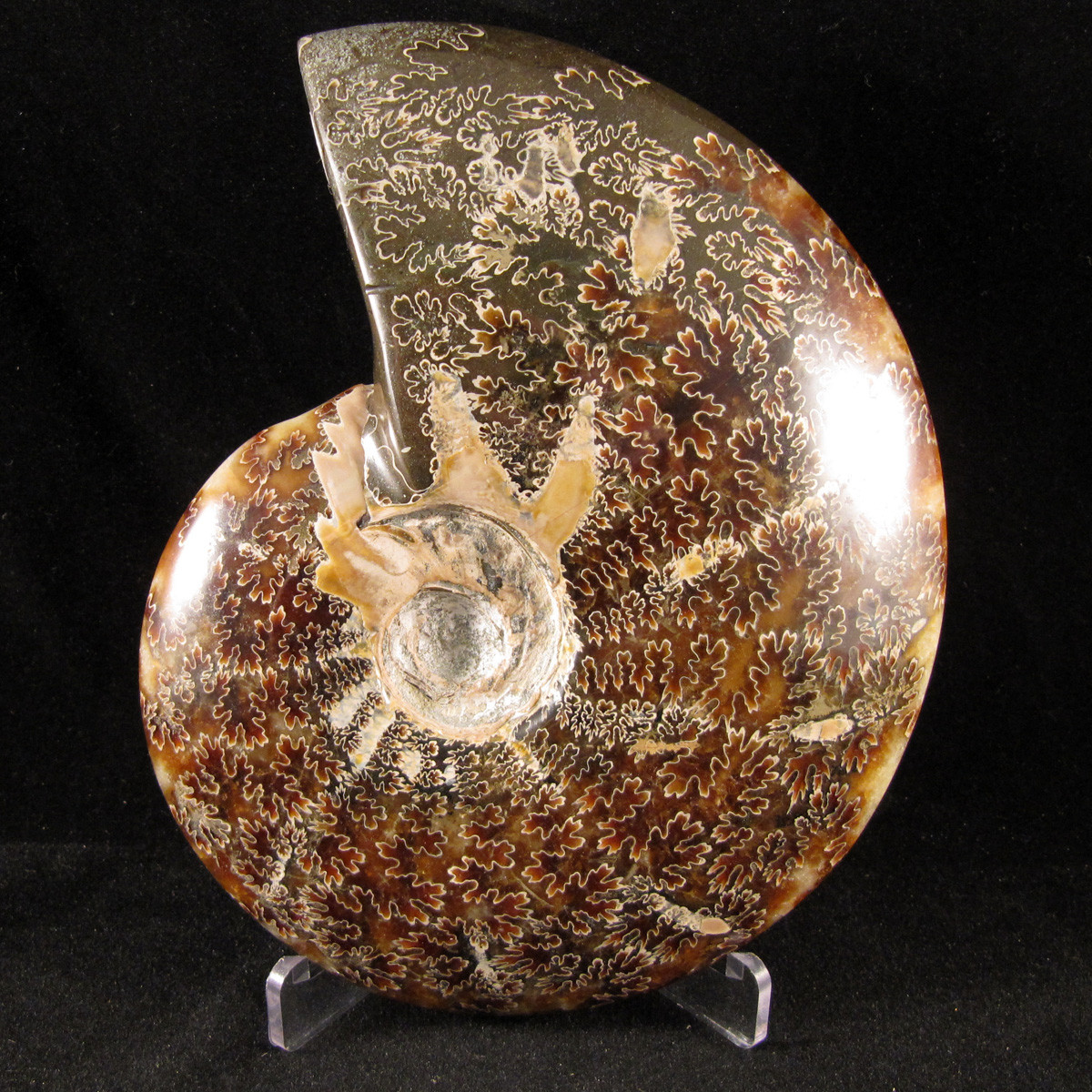 Whole Sutured Ammonite