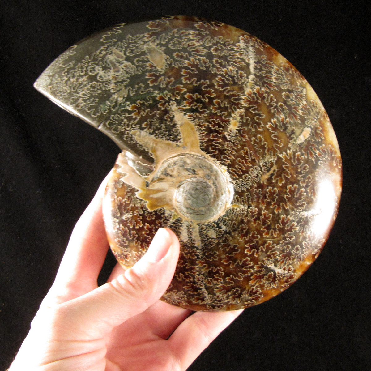 Whole Sutured Ammonite