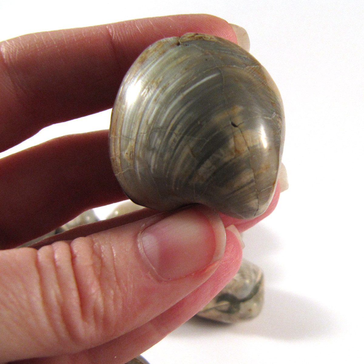 Small Fossil Clam BIVALVE - 1 (one) piece - Madagascar - Enter the ...