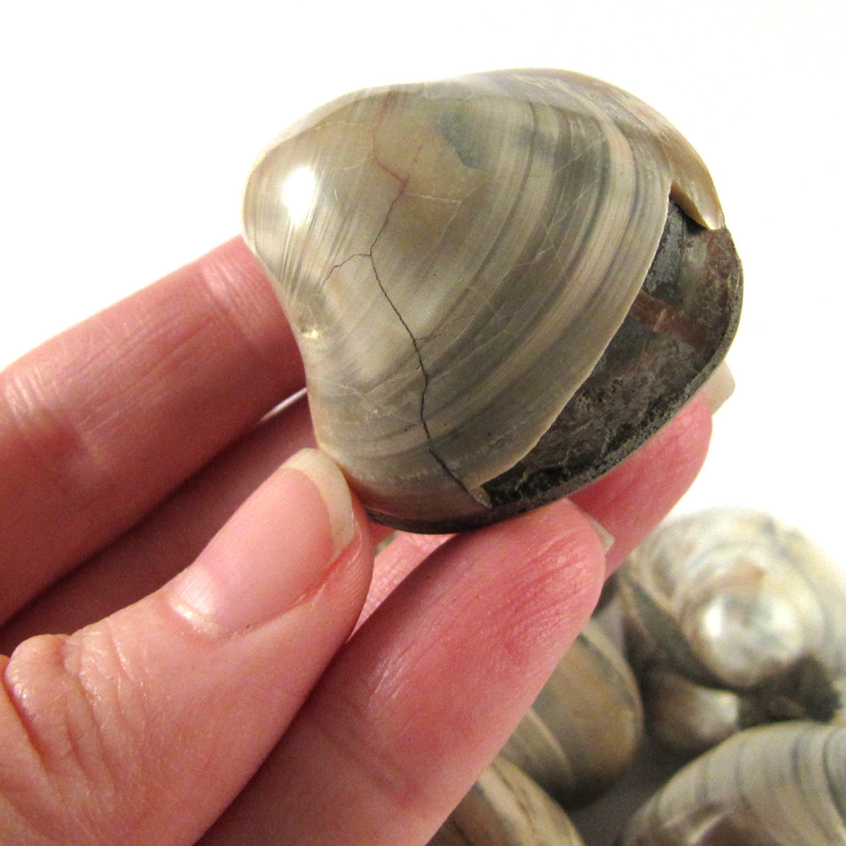 Medium Fossil Clam BIVALVE - 1 (one) piece - Madagascar - Enter the ...